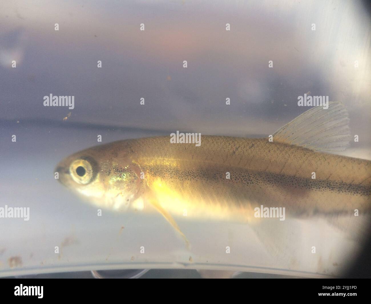 Semotilus atromaculatus hi-res stock photography and images - Alamy