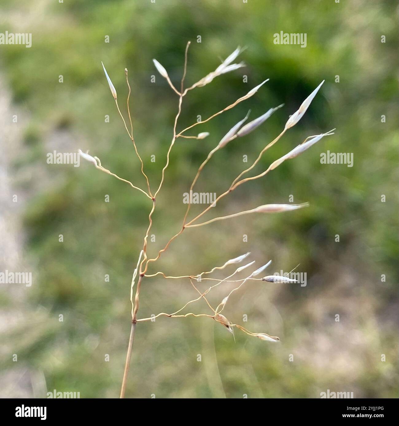 wavy hair-grass (Avenella flexuosa Stock Photo - Alamy