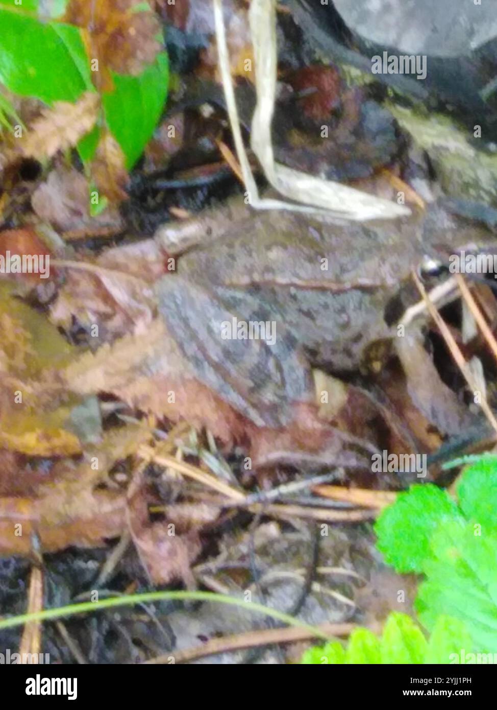 Pond Frogs (Rana Stock Photo - Alamy