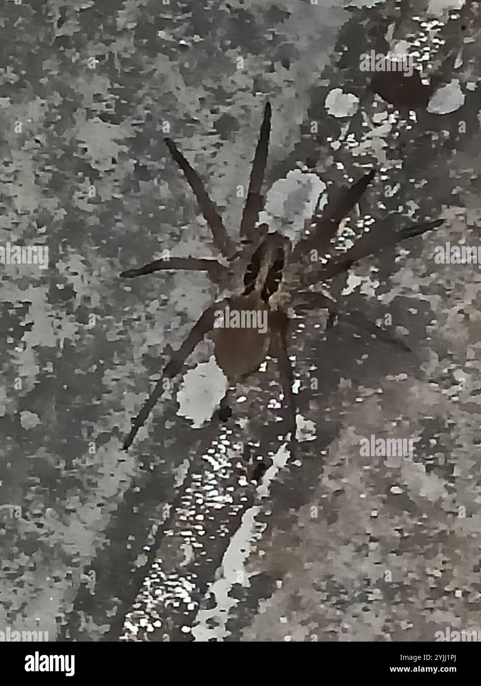 Radiated wolf spider hi-res stock photography and images - Alamy
