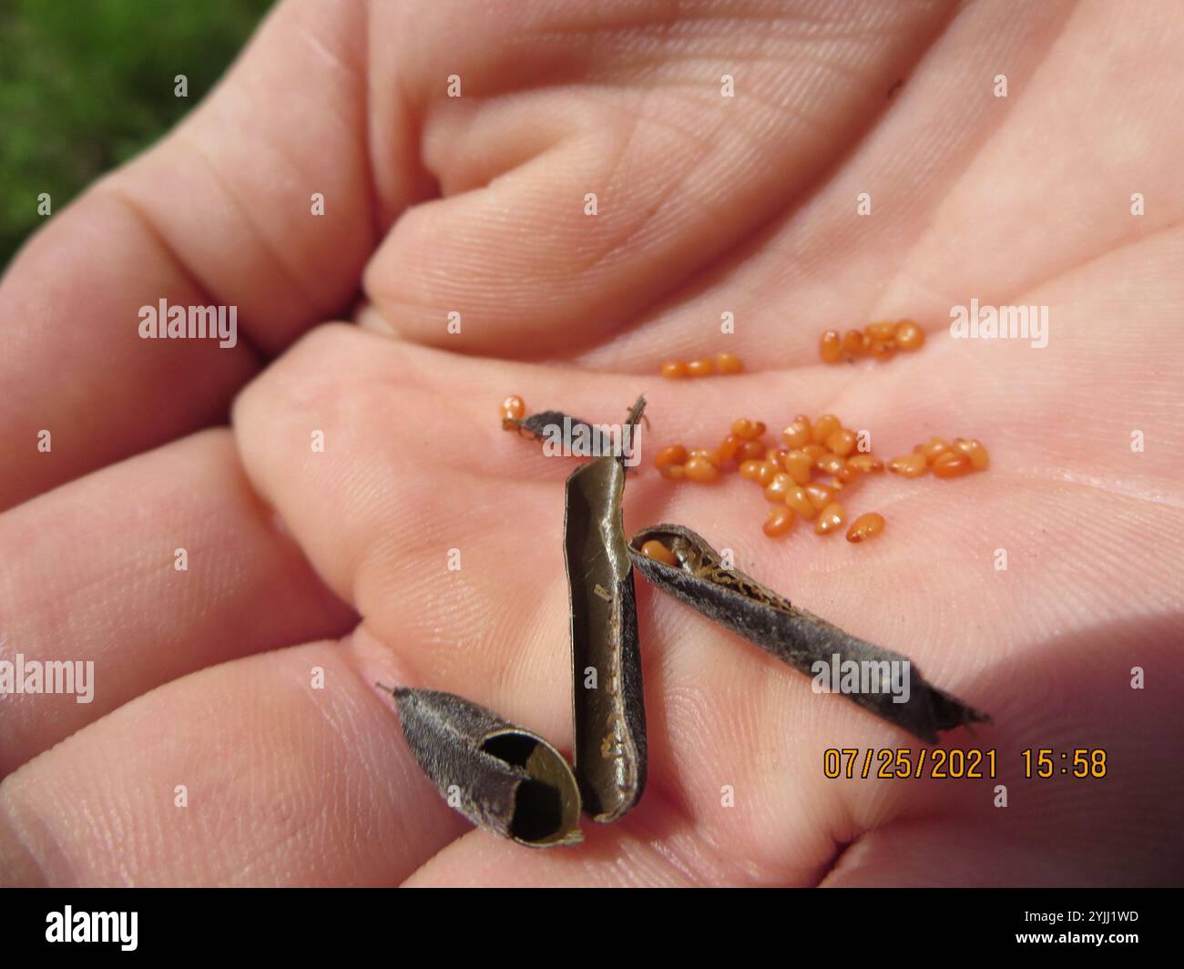 lanceleaf rattlebox (Crotalaria lanceolata Stock Photo - Alamy