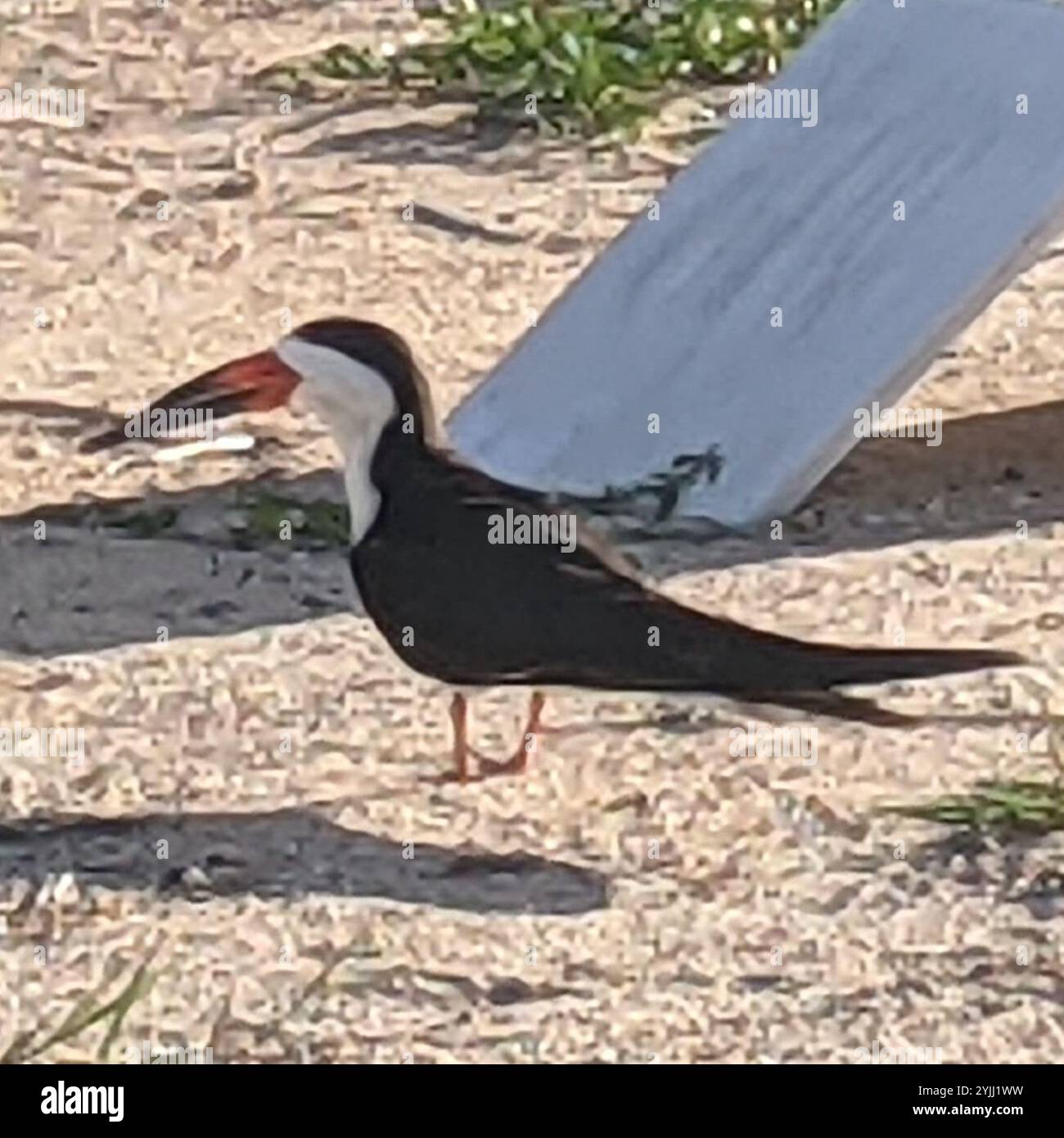Black Skimmer (Rynchops niger Stock Photo - Alamy