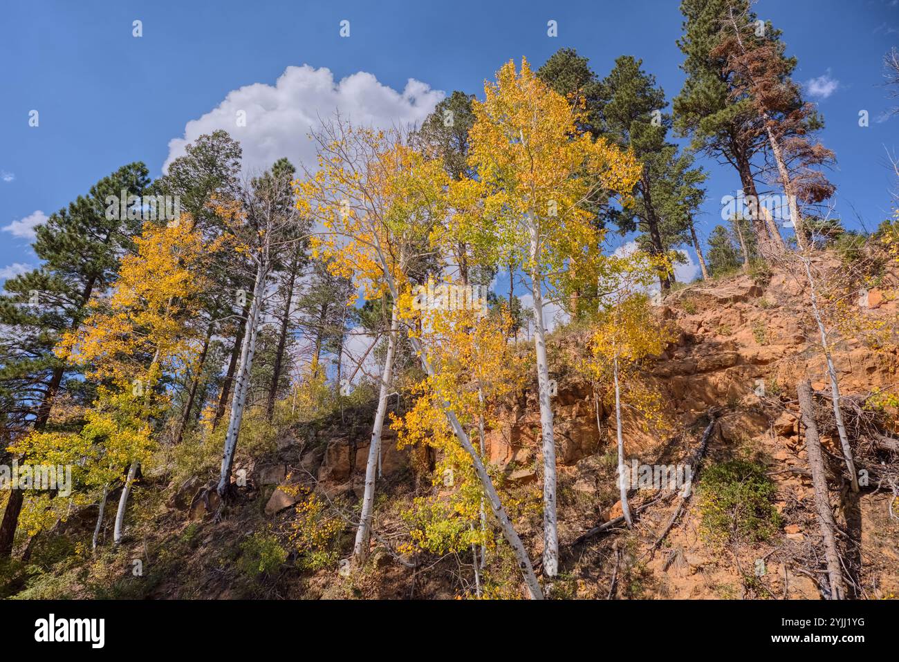Aspen trees off Cape Royal Road at Grand Canyon North Rim AZ Stock ...
