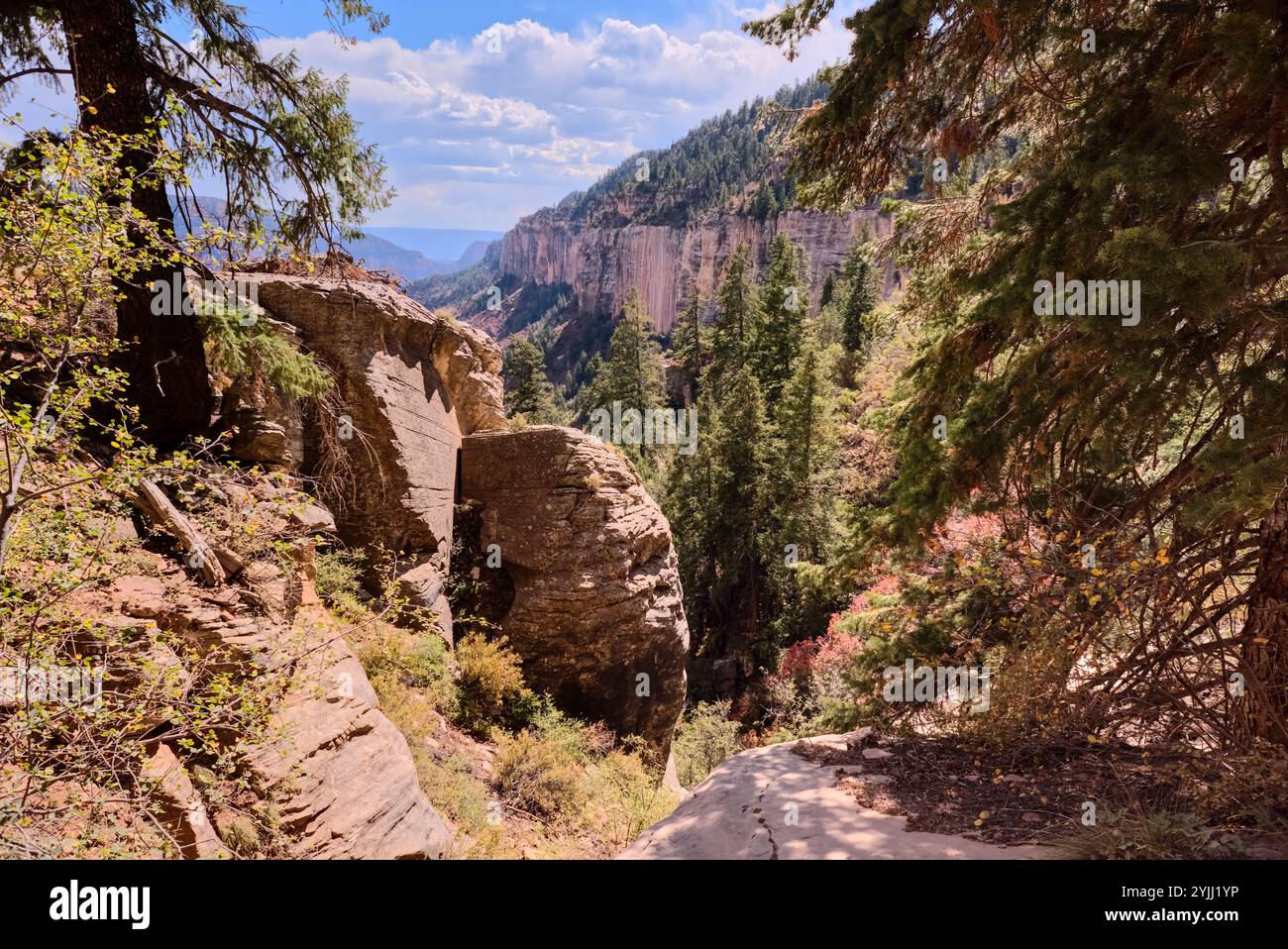 Kaibab national forest coconino hi-res stock photography and images - Alamy