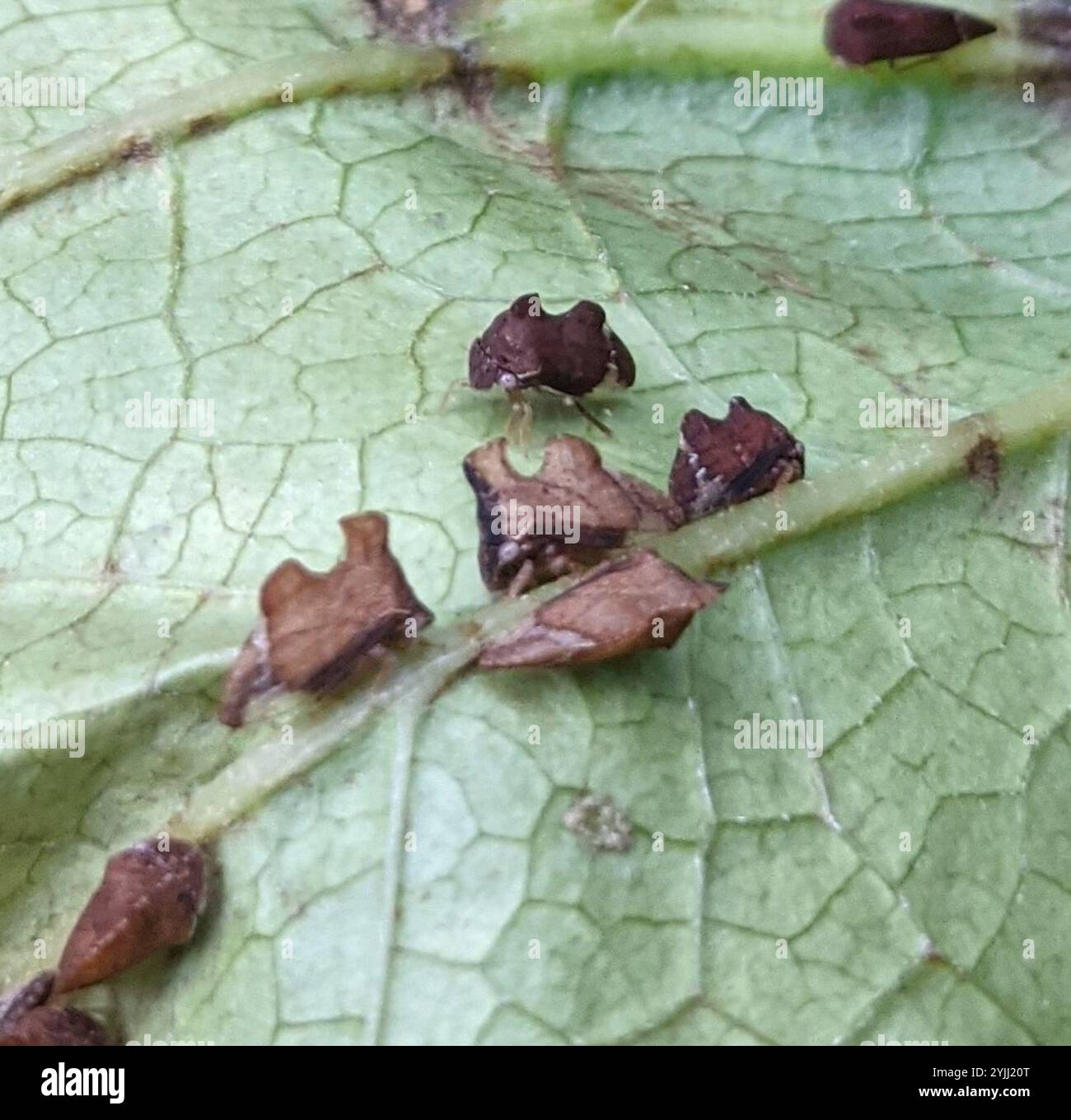 Keeled Treehopper (Entylia carinata Stock Photo - Alamy