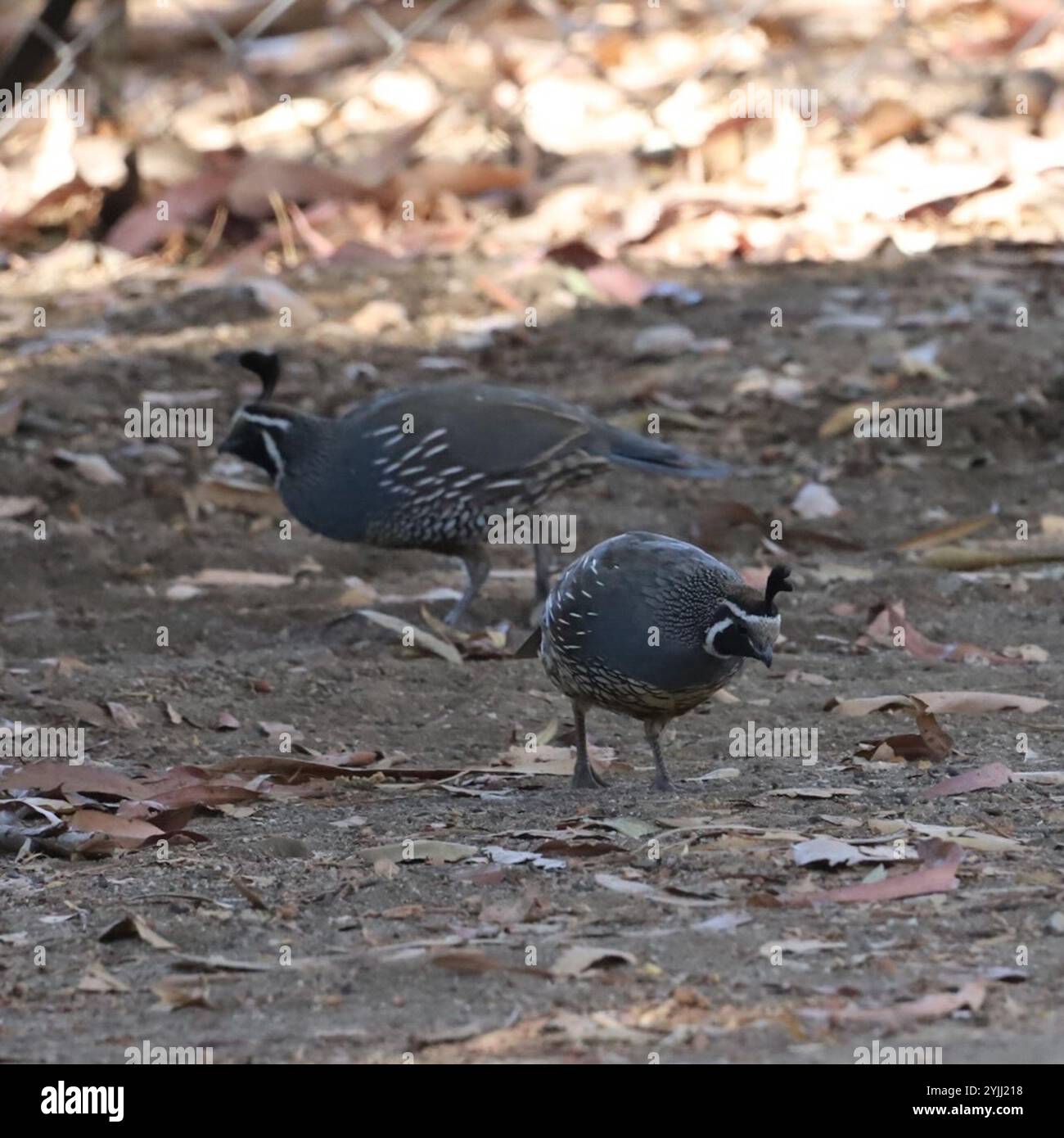 California Quail (Callipepla californica Stock Photo - Alamy