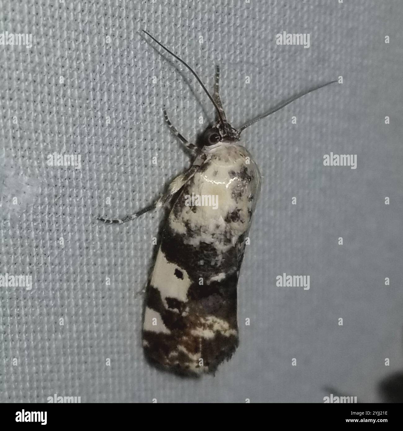 Exposed Bird Dropping Moth (Tarache aprica Stock Photo - Alamy