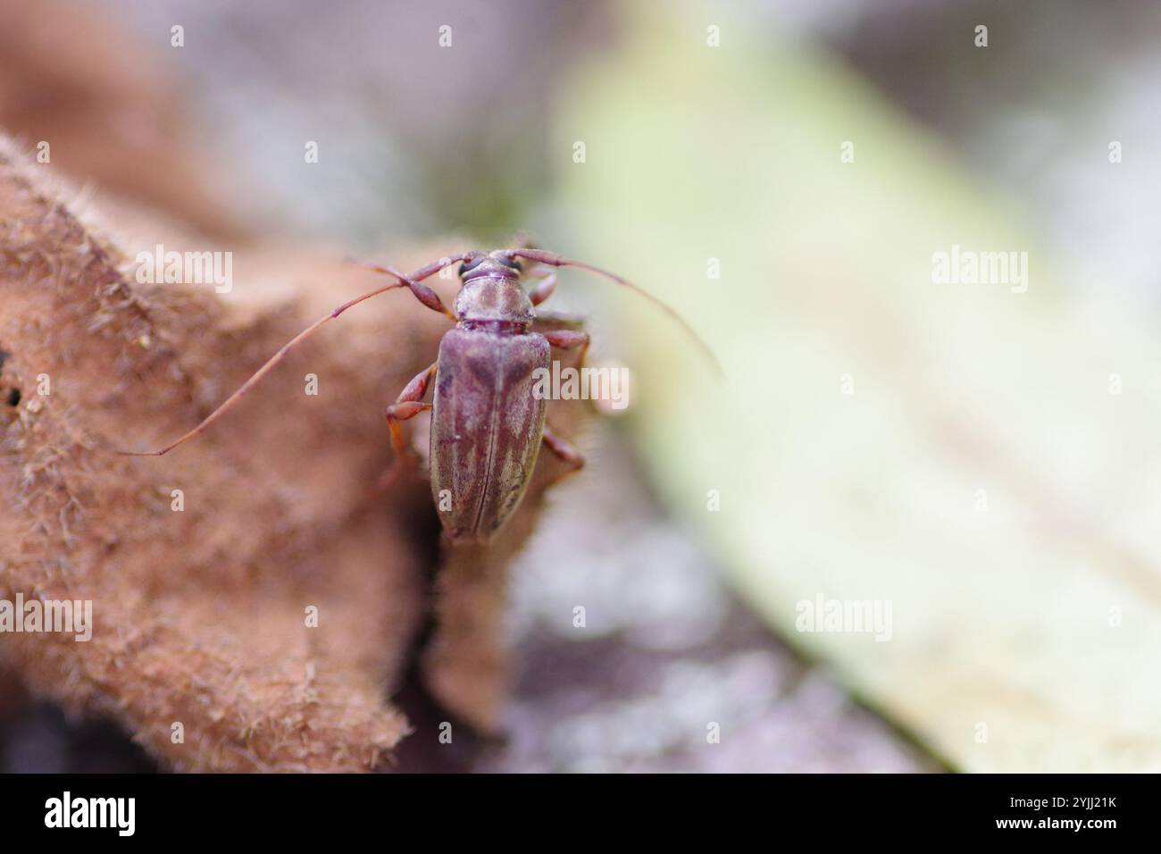 Navicularis hi-res stock photography and images - Alamy