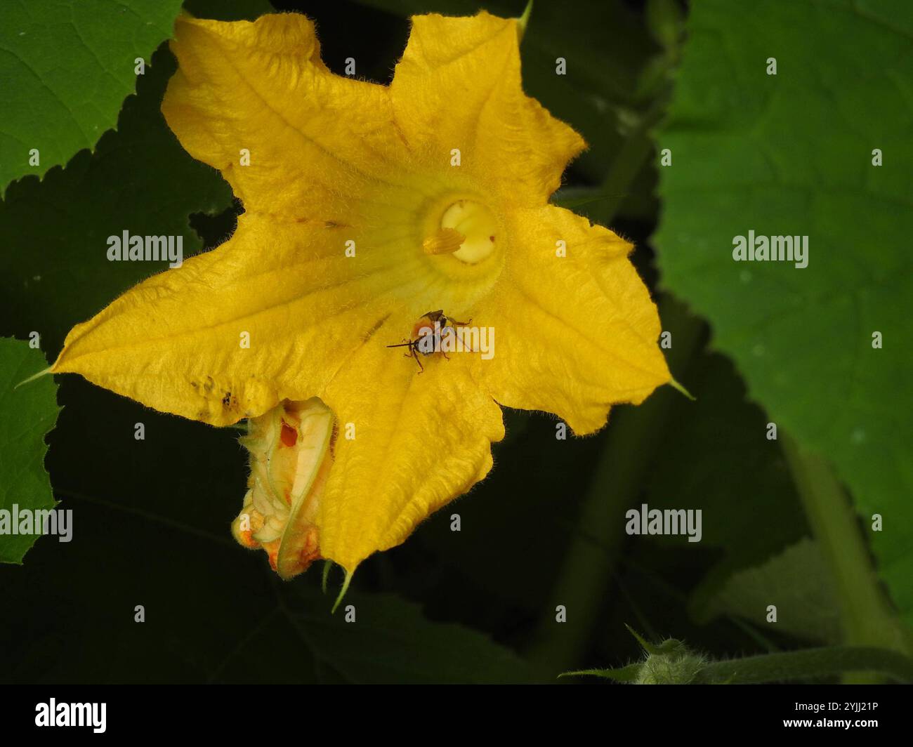 Pruinose Squash Bee (Peponapis pruinosa Stock Photo - Alamy