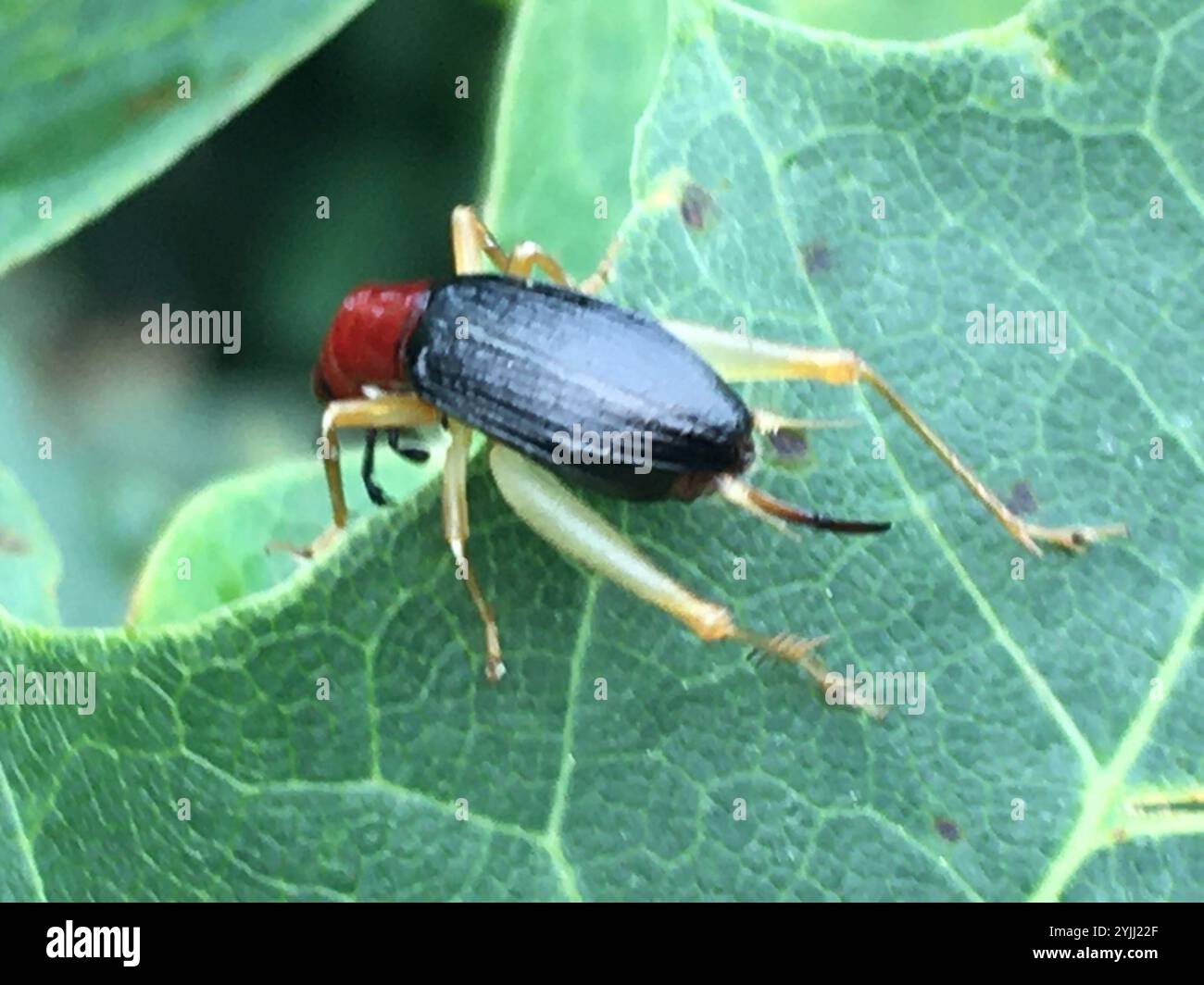 Red headed bush cricket hi-res stock photography and images - Alamy
