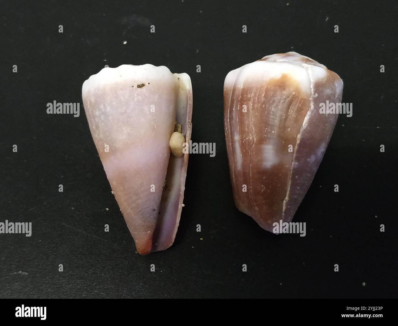 Rat cone hi-res stock photography and images - Alamy