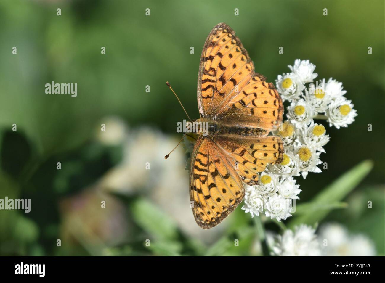 Northwestern fritillary hi-res stock photography and images - Alamy