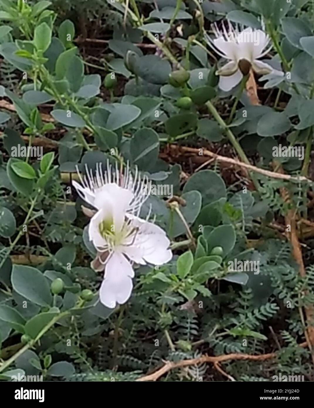 (Capparis spinosa herbacea Stock Photo - Alamy
