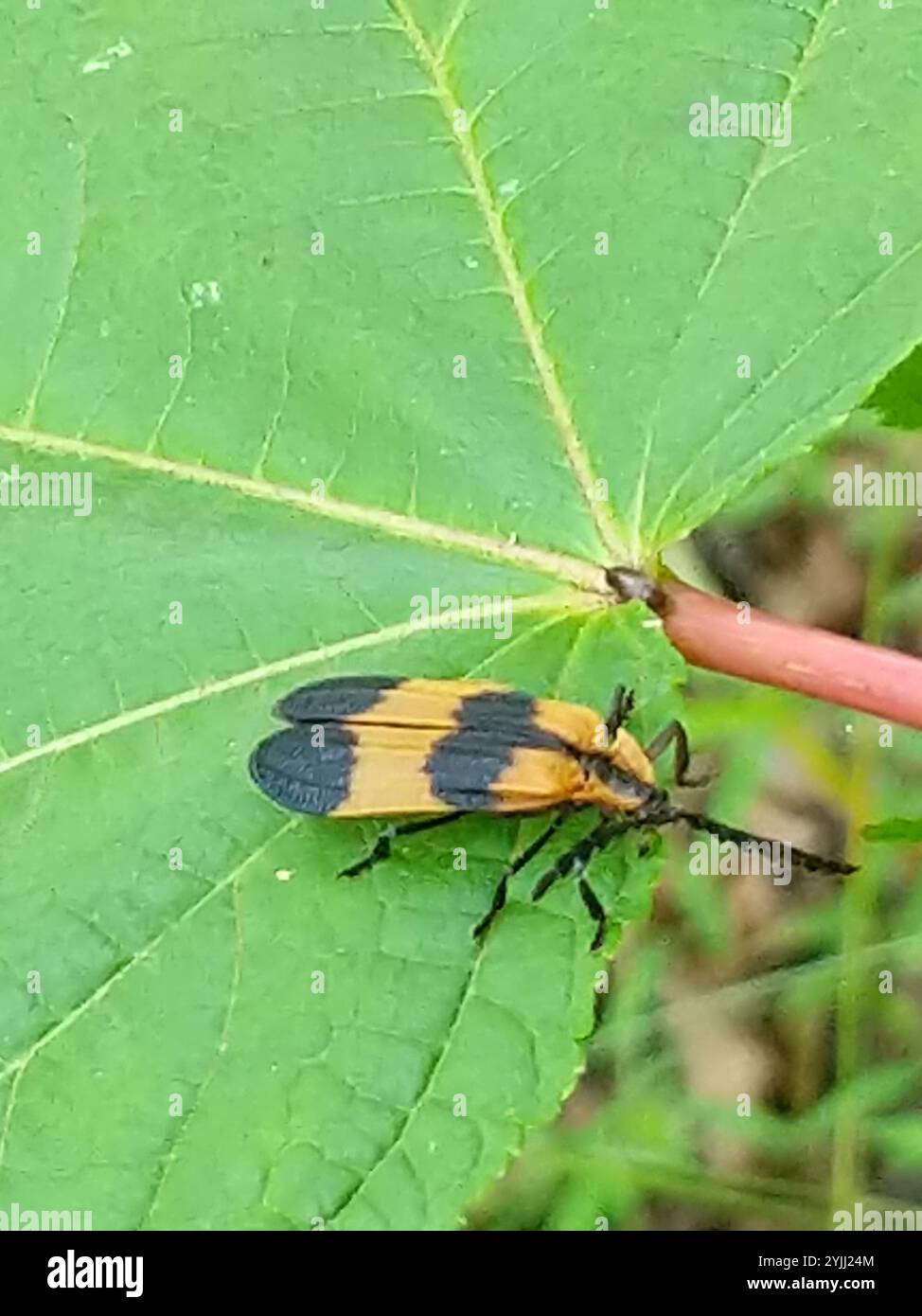 Calopteron reticulatum hi-res stock photography and images - Alamy