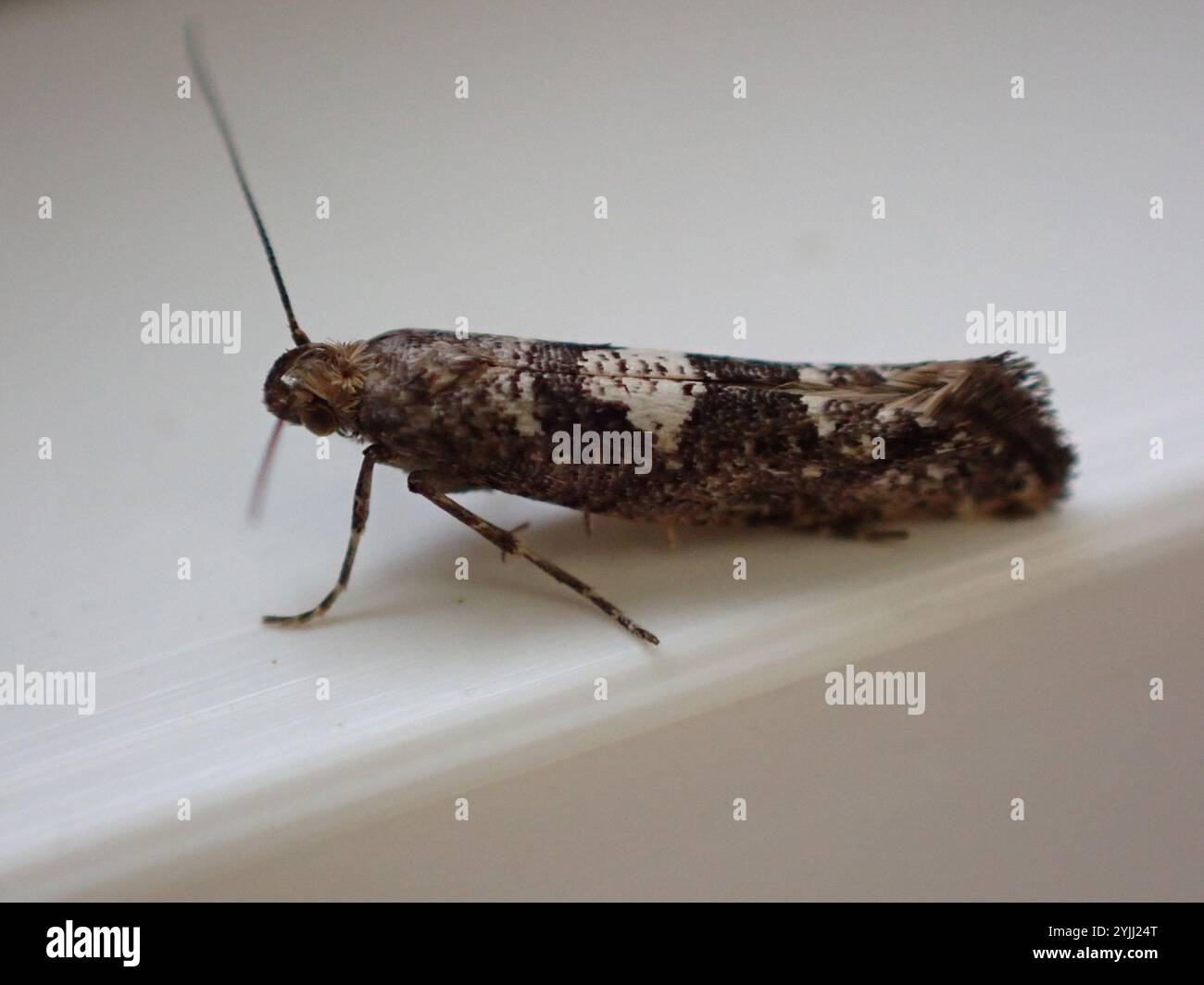 Leek Moth (Acrolepiopsis assectella Stock Photo - Alamy