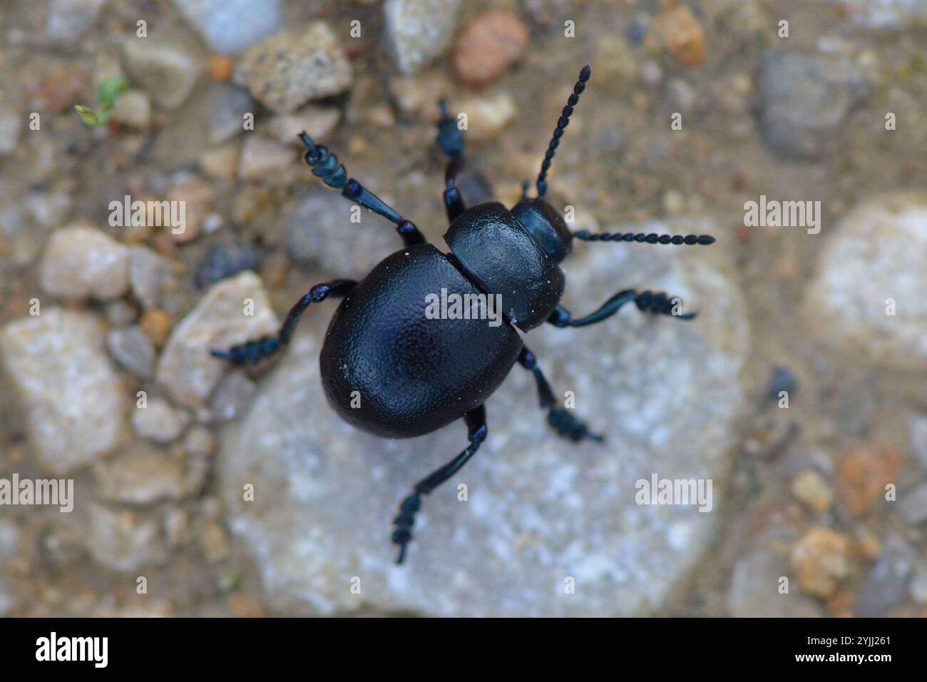 Lesser Bloody-nosed Beetle (Timarcha goettingensis Stock Photo - Alamy
