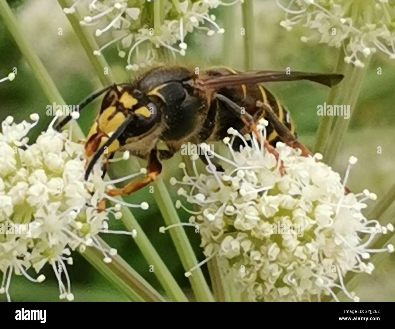 Median Wasp (Dolichovespula media Stock Photo - Alamy
