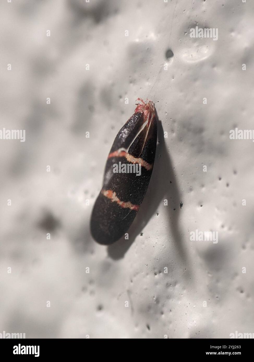 Two lined spittlebug prosapia bicincta hi-res stock photography and ...