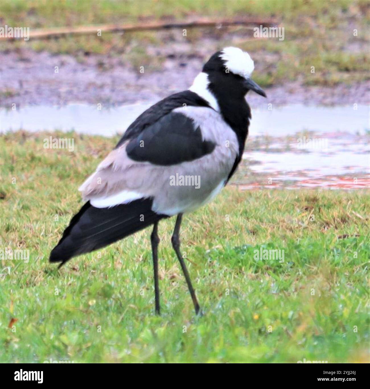 Blacksmith Lapwing (Vanellus armatus Stock Photo - Alamy