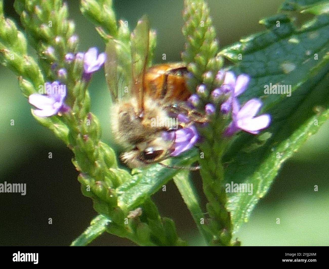 Western Honey Bee (Apis mellifera Stock Photo - Alamy