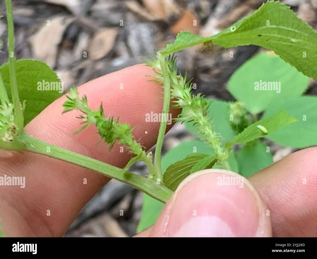 Cuban copperleaf (Acalypha setosa Stock Photo - Alamy