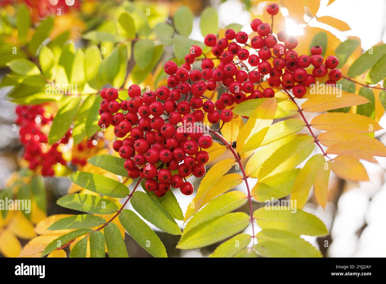 Colorful changing leaves hi-res stock photography and images - Alamy