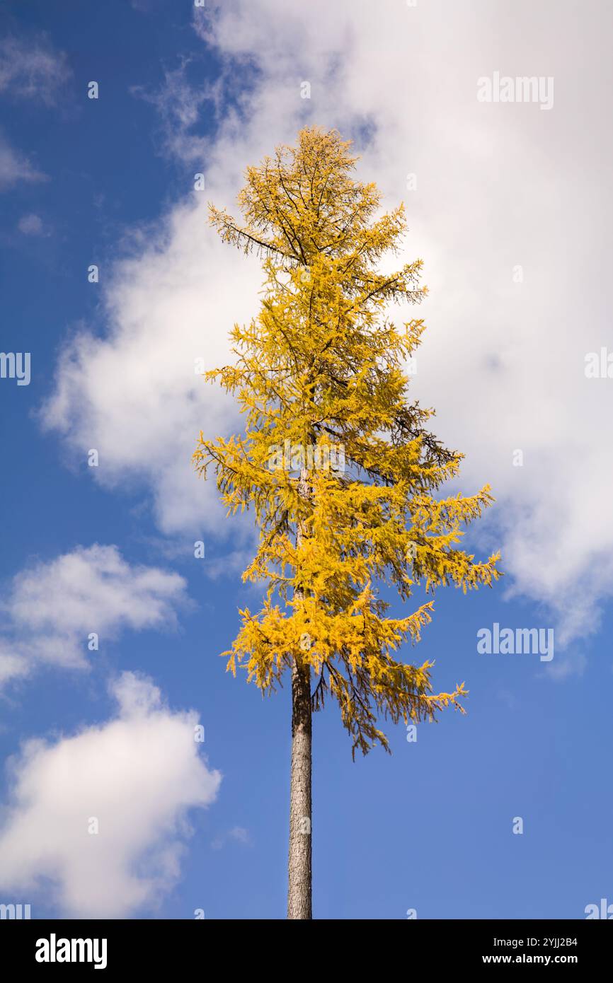 Vibrant yellow tree stands hi-res stock photography and images - Alamy