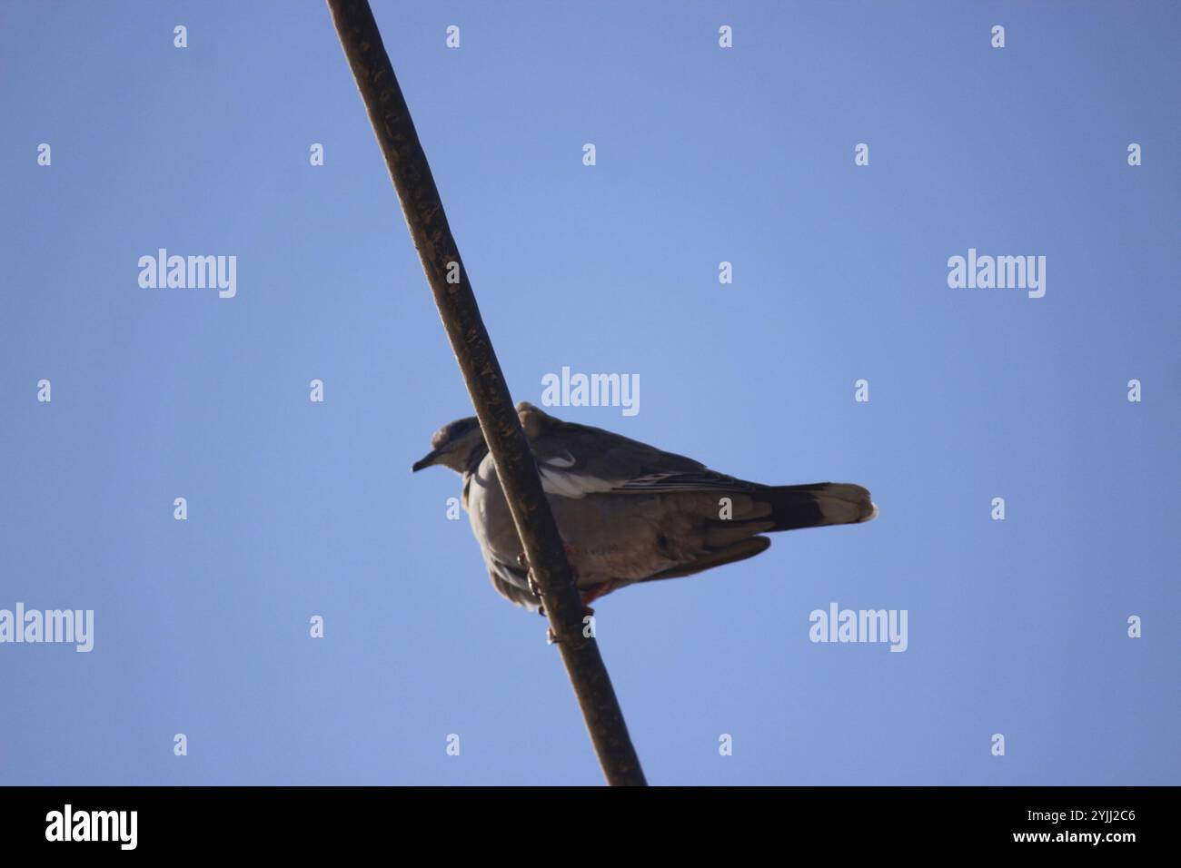 West peruvian dove hi-res stock photography and images - Alamy