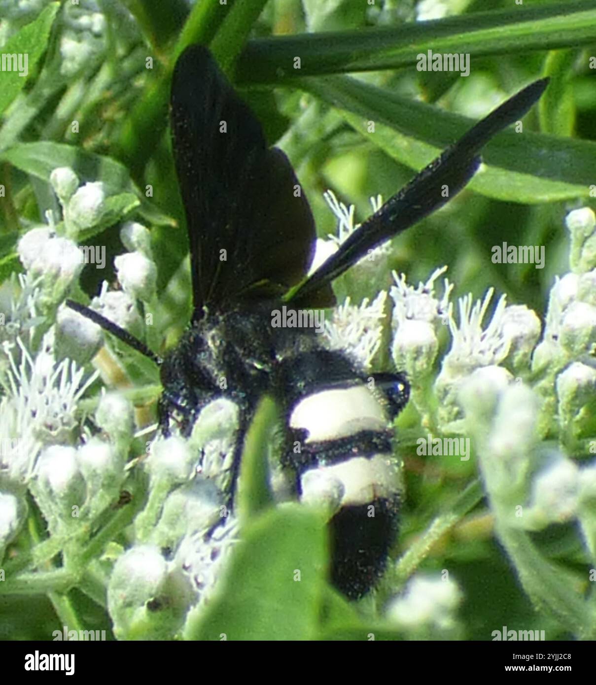 Double-banded Scoliid Wasp (Scolia bicincta Stock Photo - Alamy