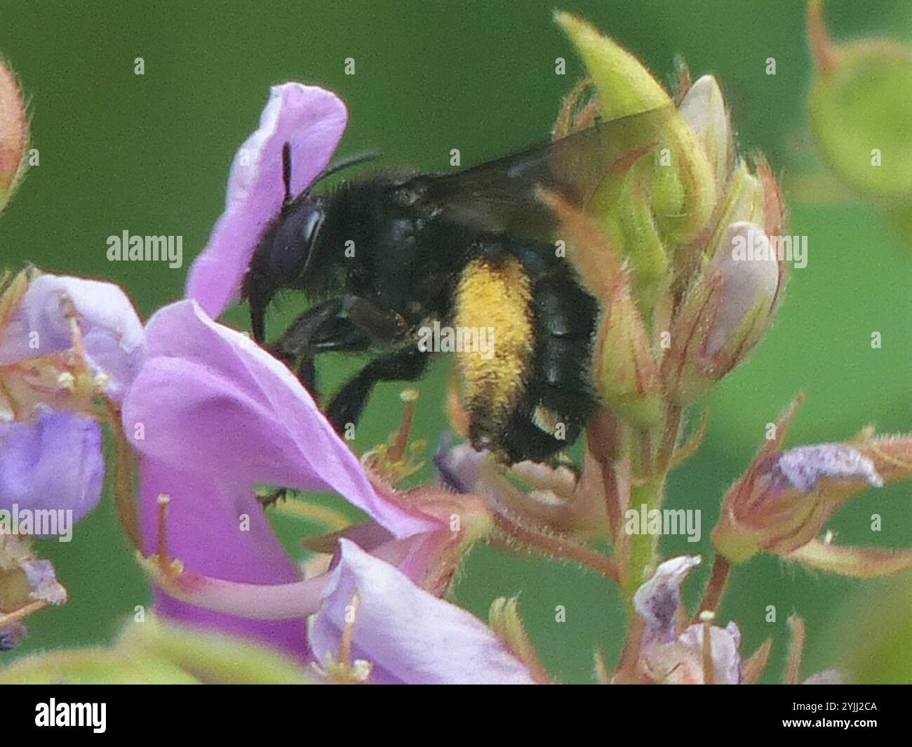 Melissodes bimaculatus hi-res stock photography and images - Alamy