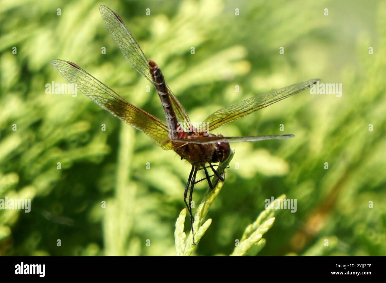 Band winged meadowhawk hi-res stock photography and images - Alamy