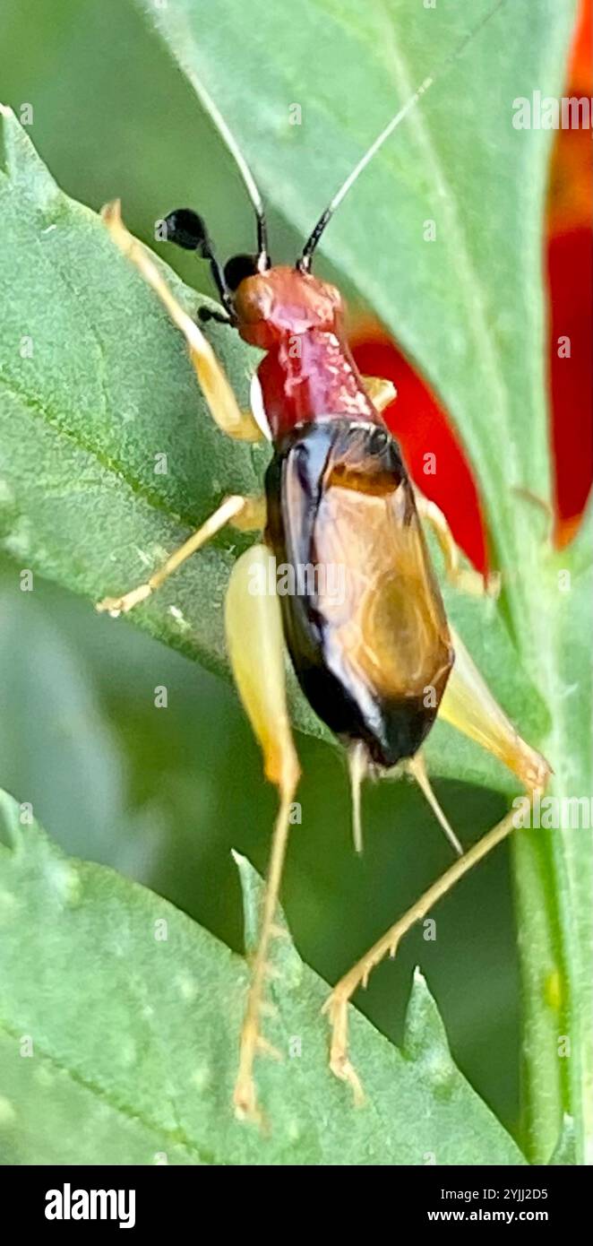 Red-headed Bush Cricket (Phyllopalpus pulchellus Stock Photo - Alamy