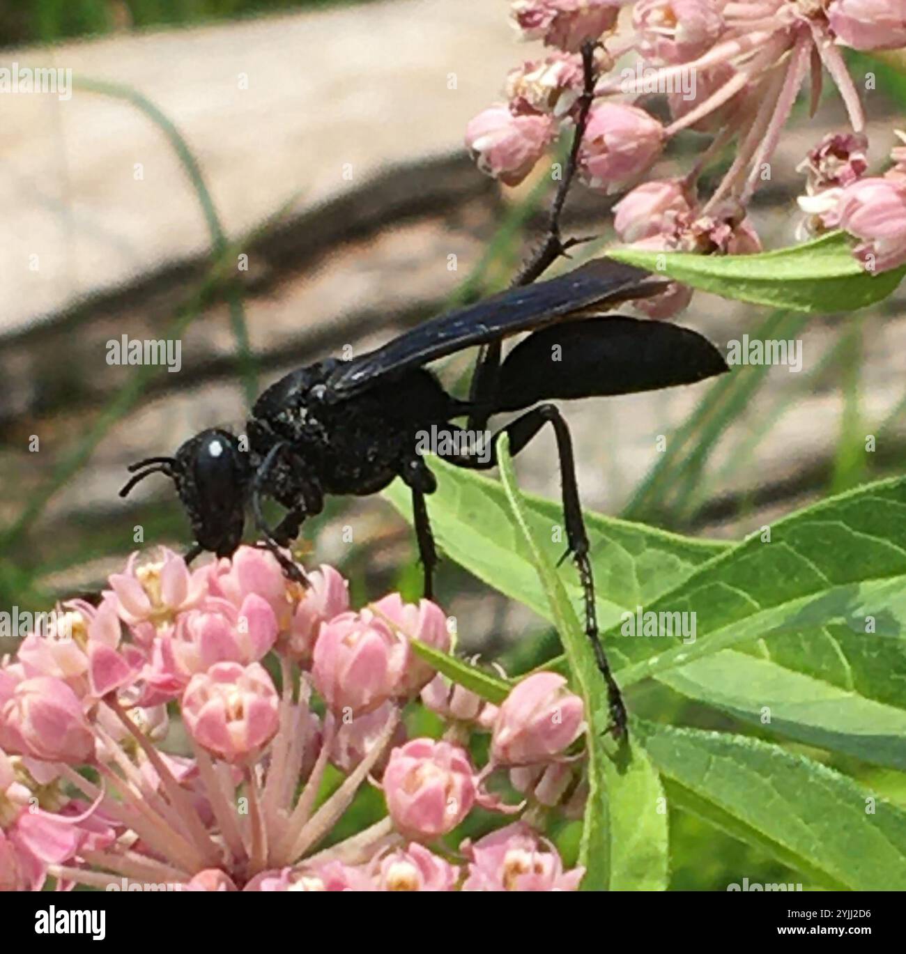 Great Black Digger Wasp (Sphex pensylvanicus Stock Photo - Alamy