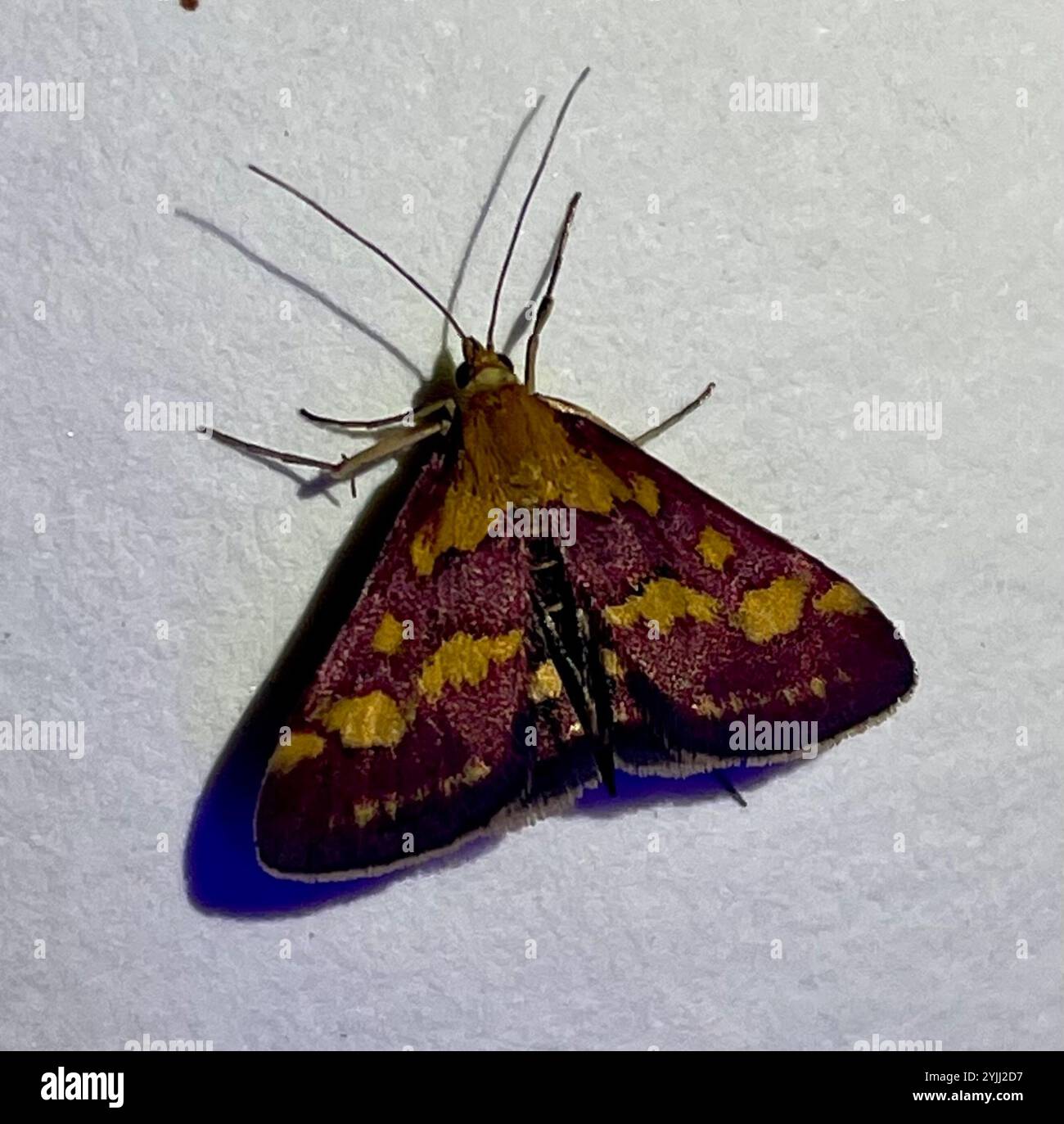 Common Crimson-and-gold Moth (Pyrausta purpuralis Stock Photo - Alamy