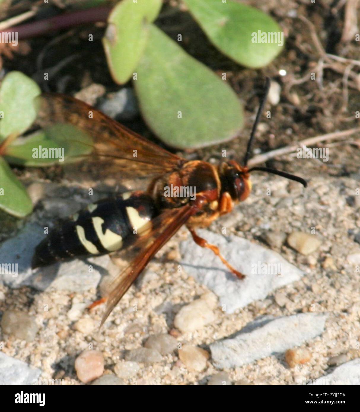 Eastern Cicada-killer Wasp (Sphecius speciosus Stock Photo - Alamy