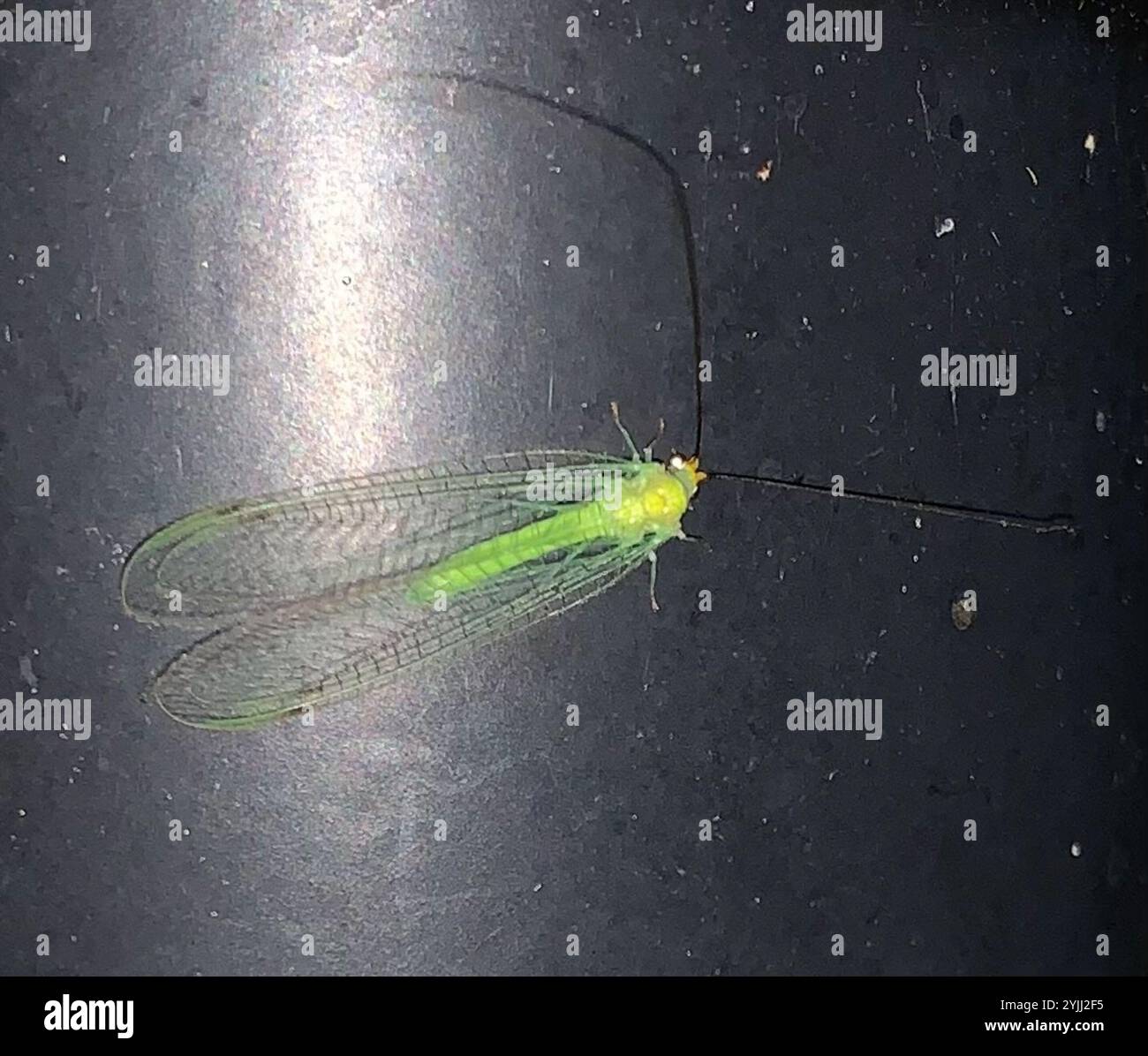 Lichen-carrying Green Lacewing (Leucochrysa pavida Stock Photo - Alamy