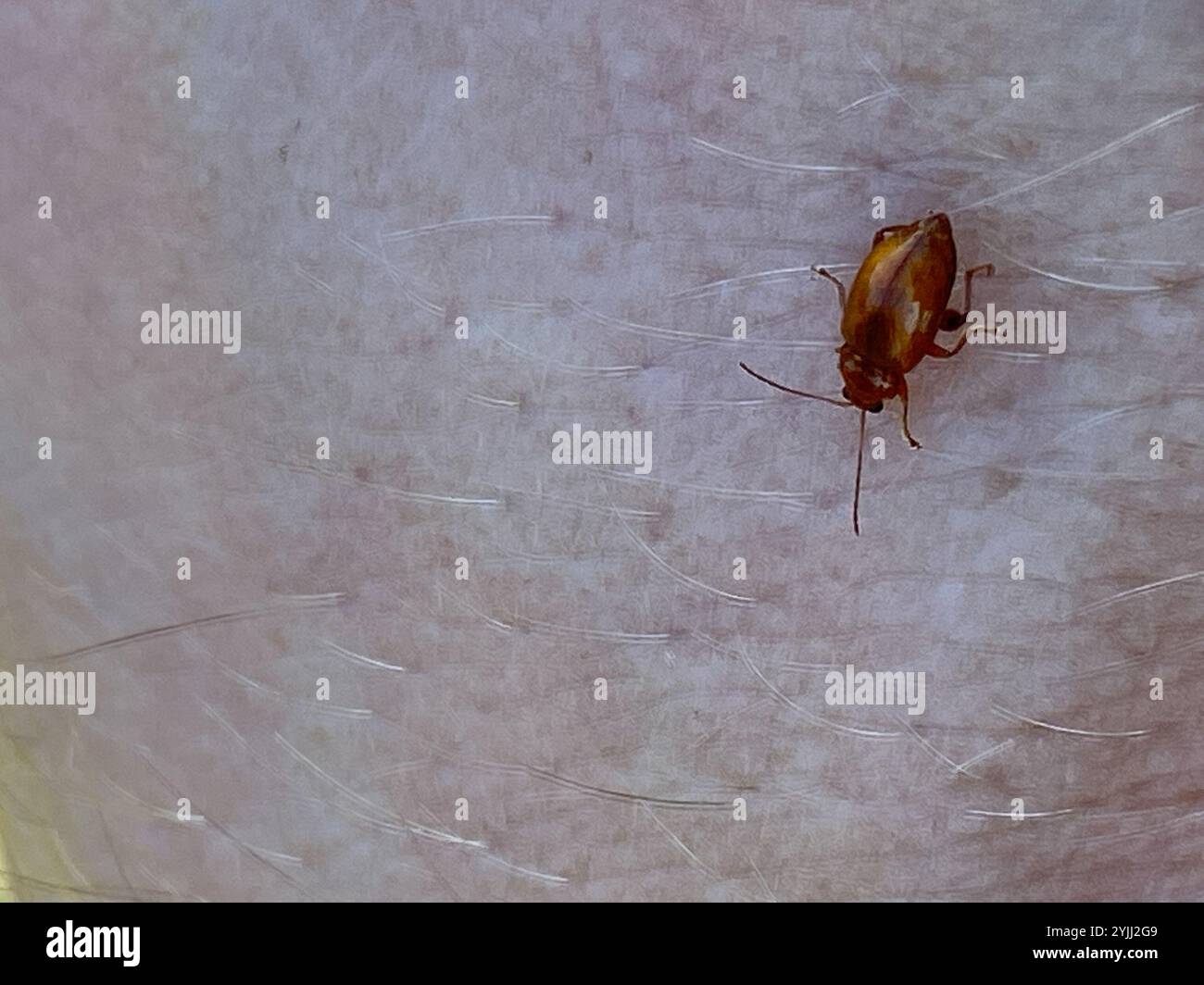 Skeletonizing Leaf and Flea Beetles (Galerucinae Stock Photo - Alamy