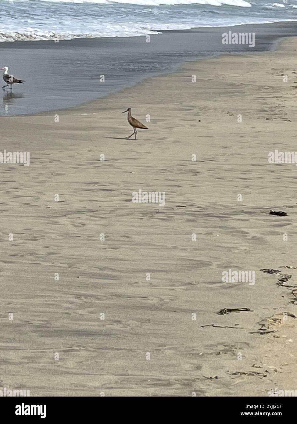 Marbled Godwit (Limosa fedoa Stock Photo - Alamy