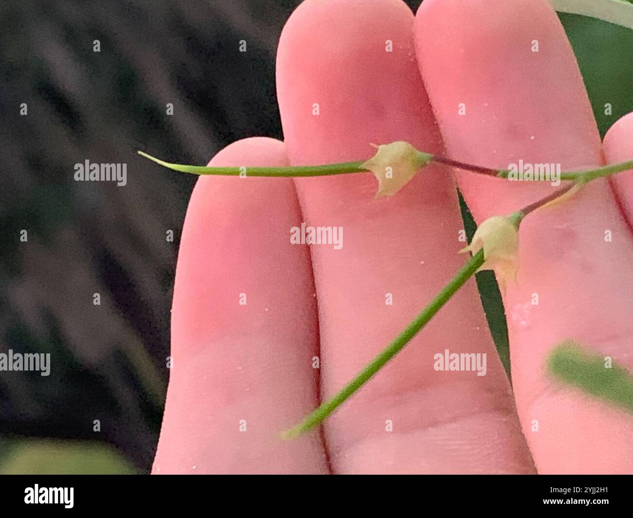bigpod sesbania (Sesbania herbacea Stock Photo - Alamy