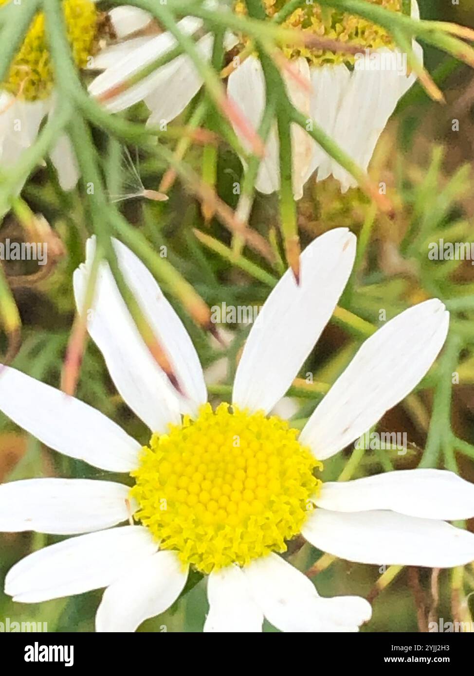 scentless mayweed (Tripleurospermum inodorum Stock Photo - Alamy