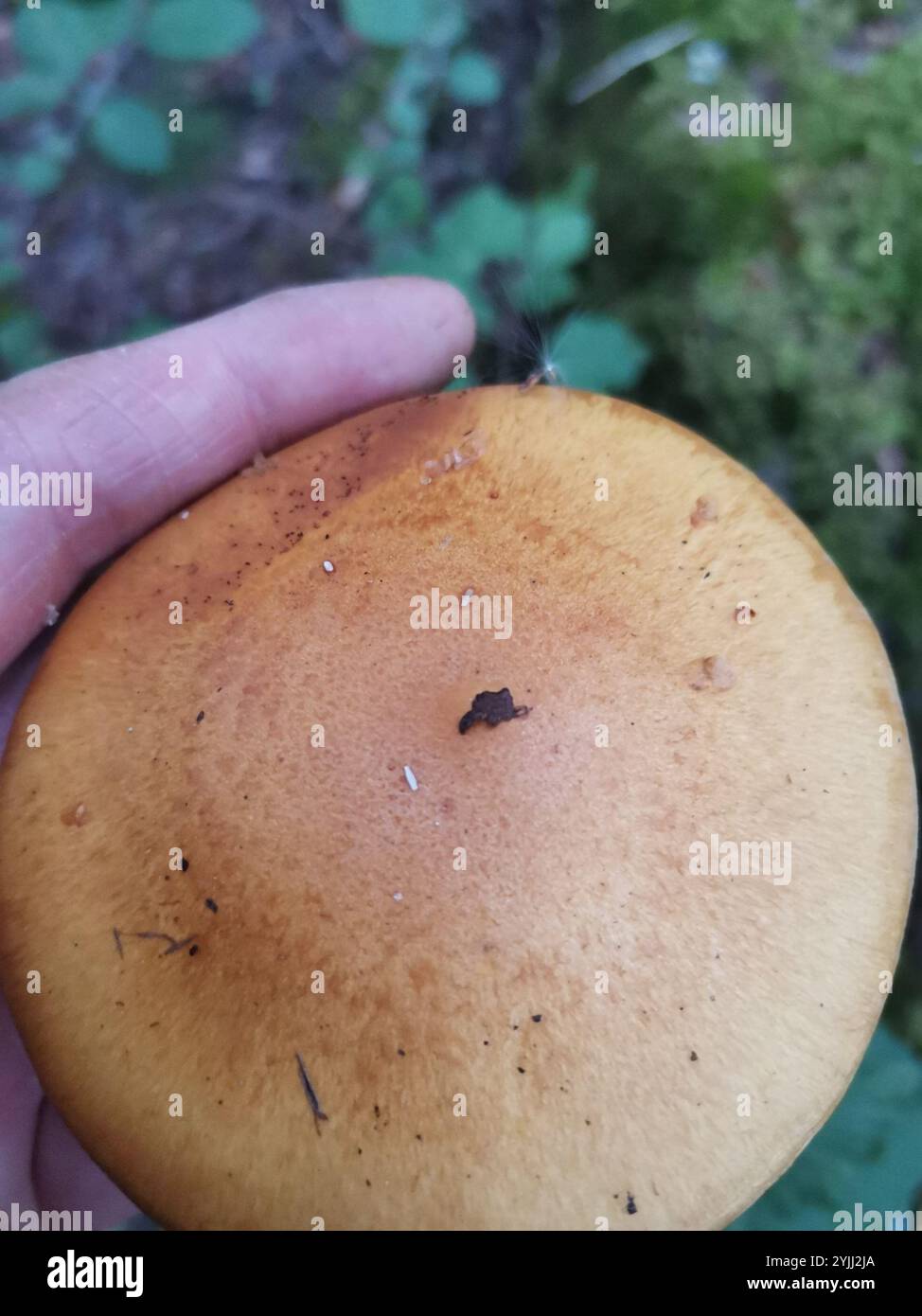 red-banded webcap (Cortinarius armillatus Stock Photo - Alamy