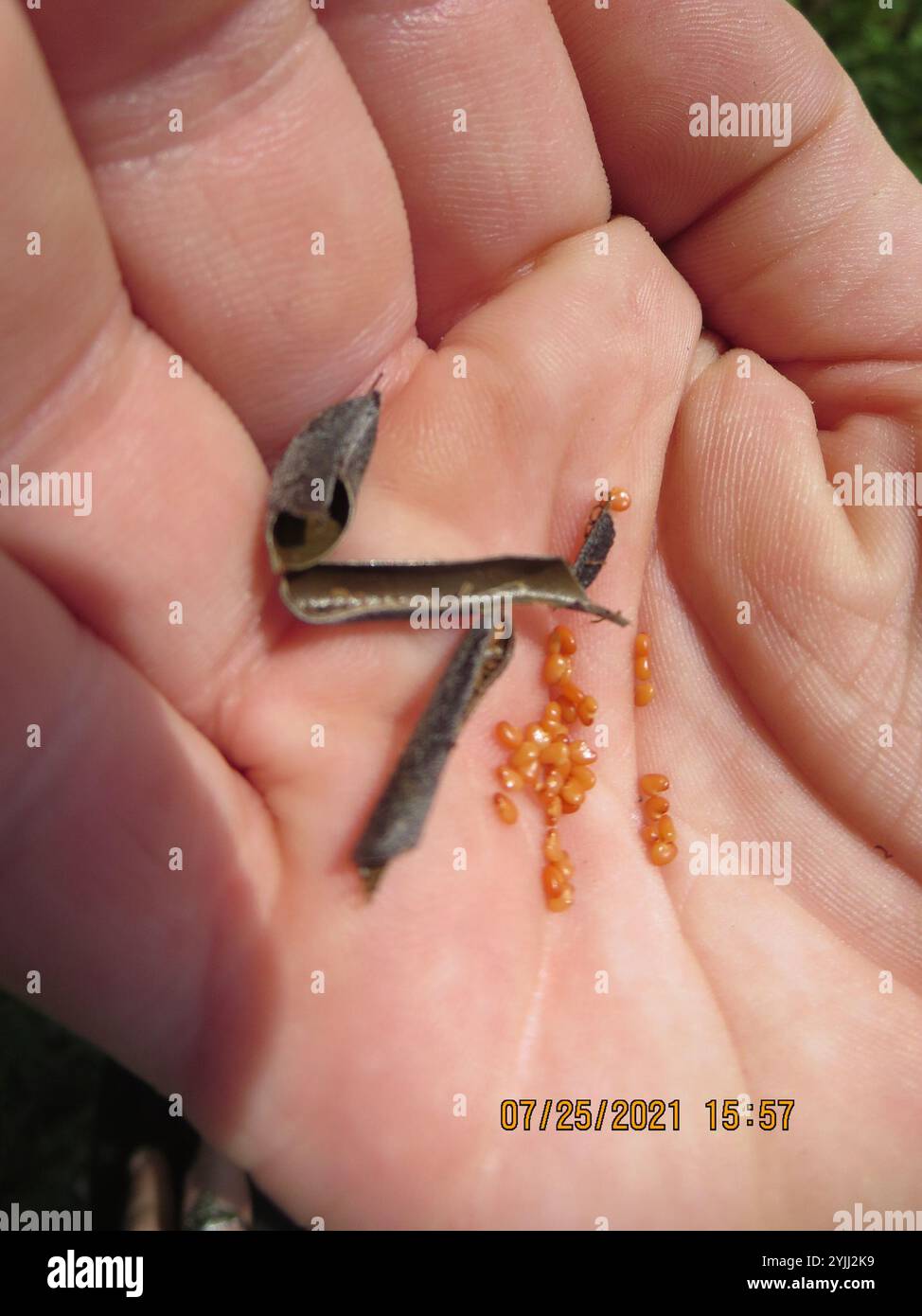 lanceleaf rattlebox (Crotalaria lanceolata Stock Photo - Alamy