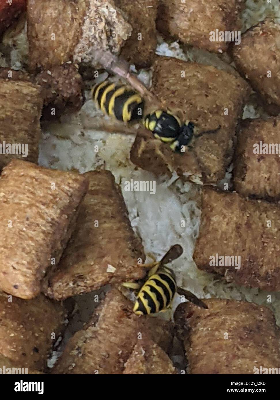 Downy Yellowjacket (Vespula flavopilosa Stock Photo - Alamy