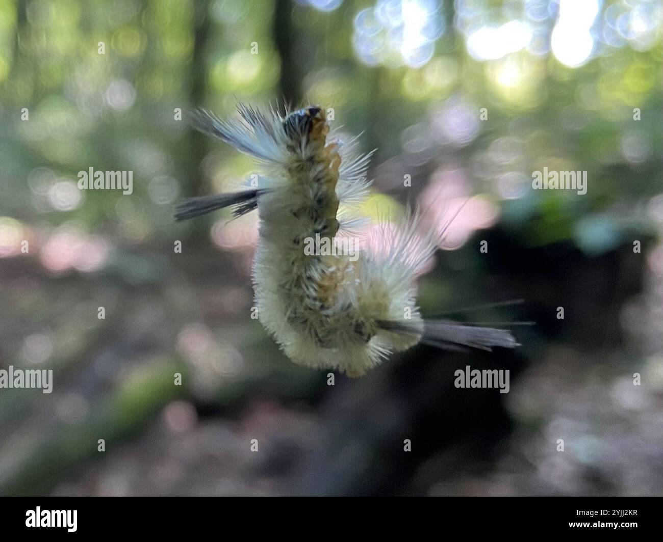 Banded Tussock Moth (Halysidota tessellaris Stock Photo - Alamy