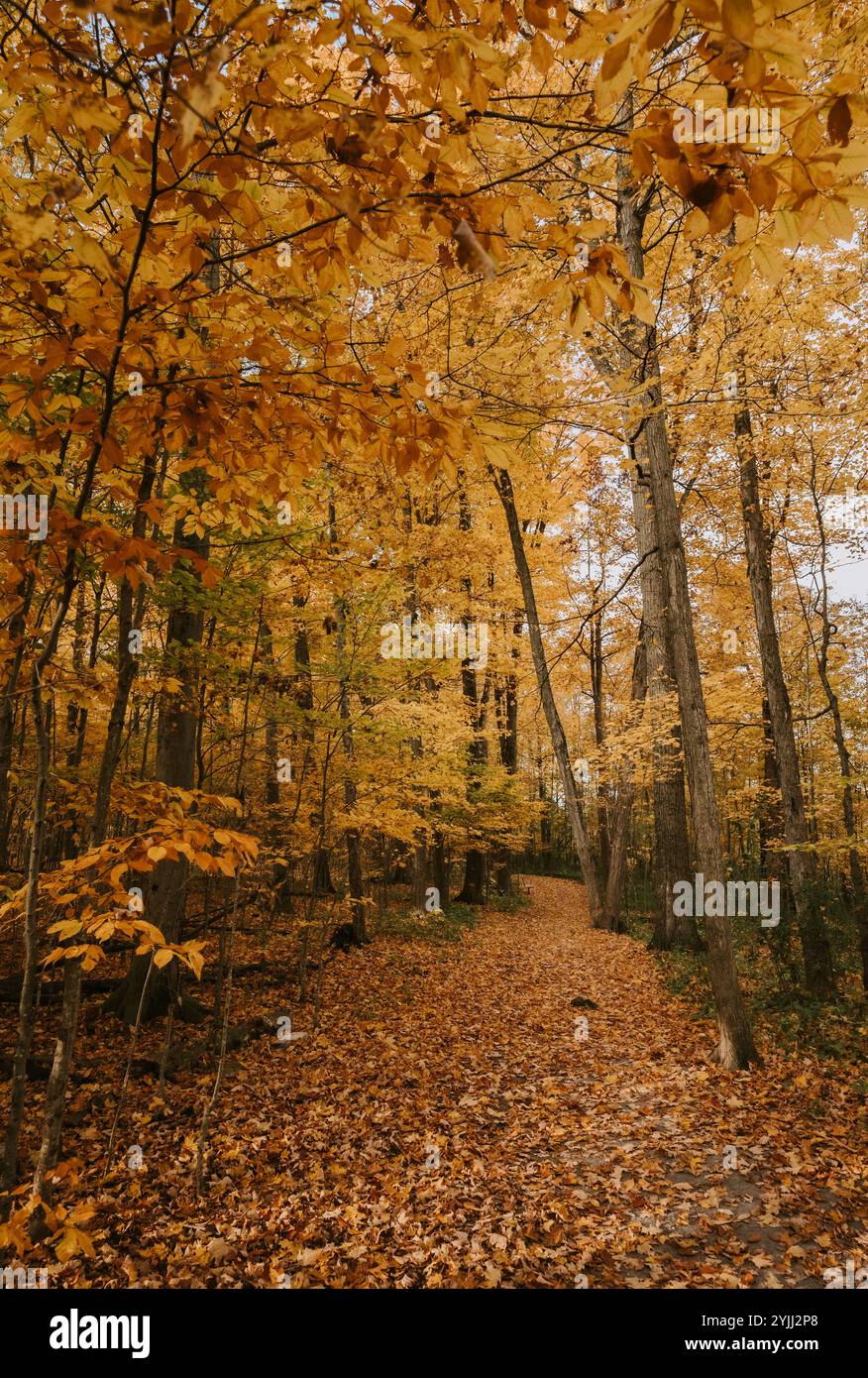 Beautiful path through golden hi-res stock photography and images - Alamy
