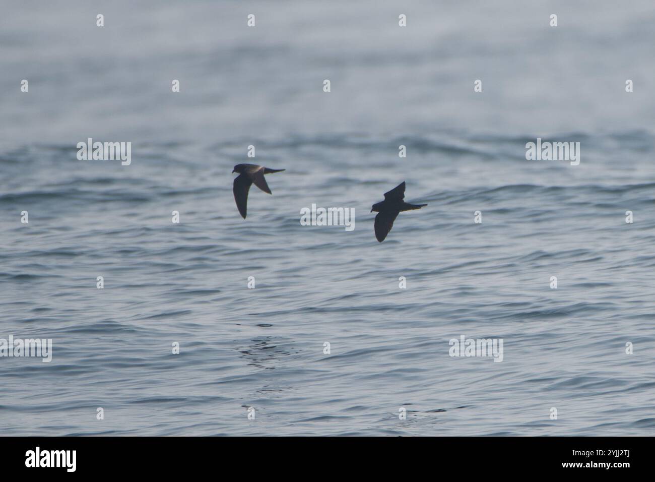 Black Storm-Petrel (Hydrobates melania Stock Photo - Alamy