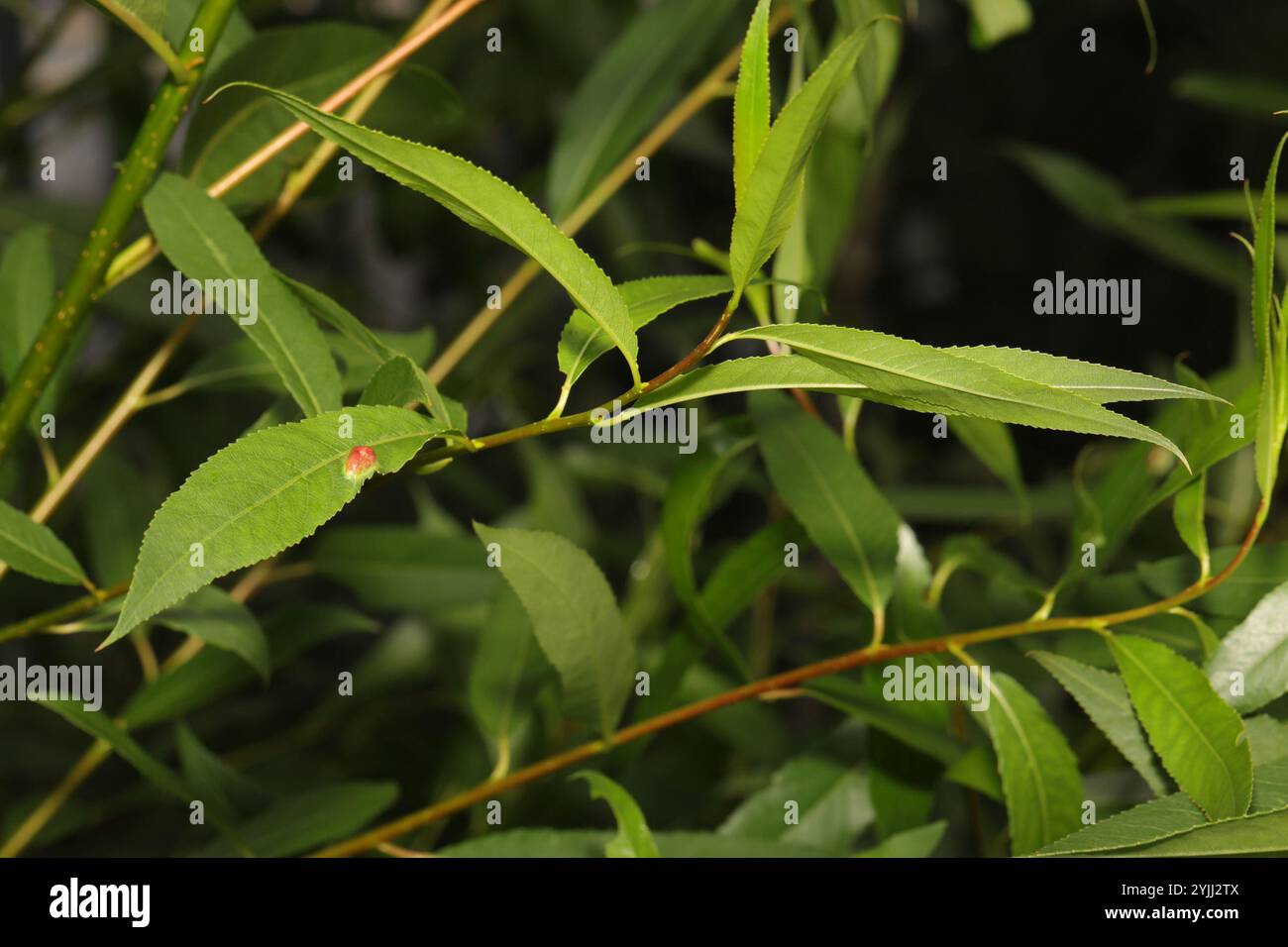 hybrid crack willow (Salix × fragilis Stock Photo - Alamy