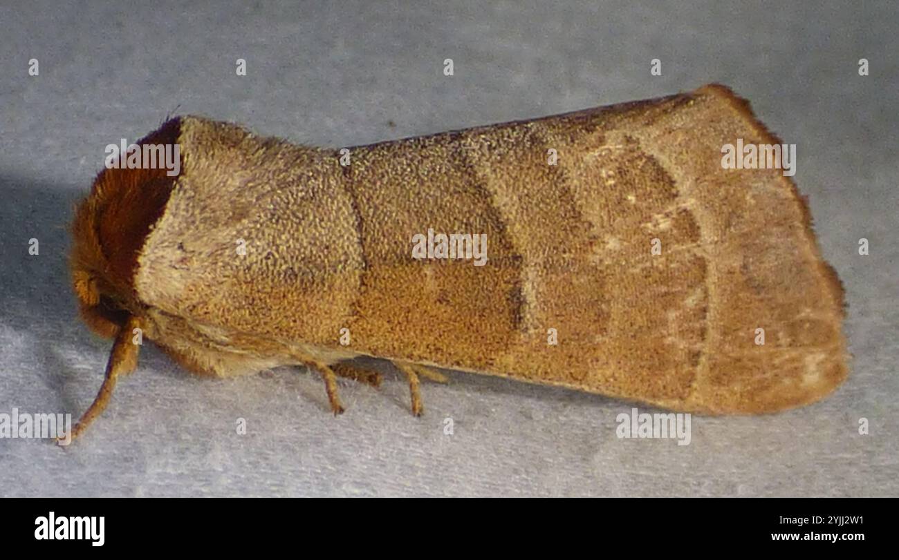 Walnut Caterpillar Moth (Datana integerrima Stock Photo - Alamy