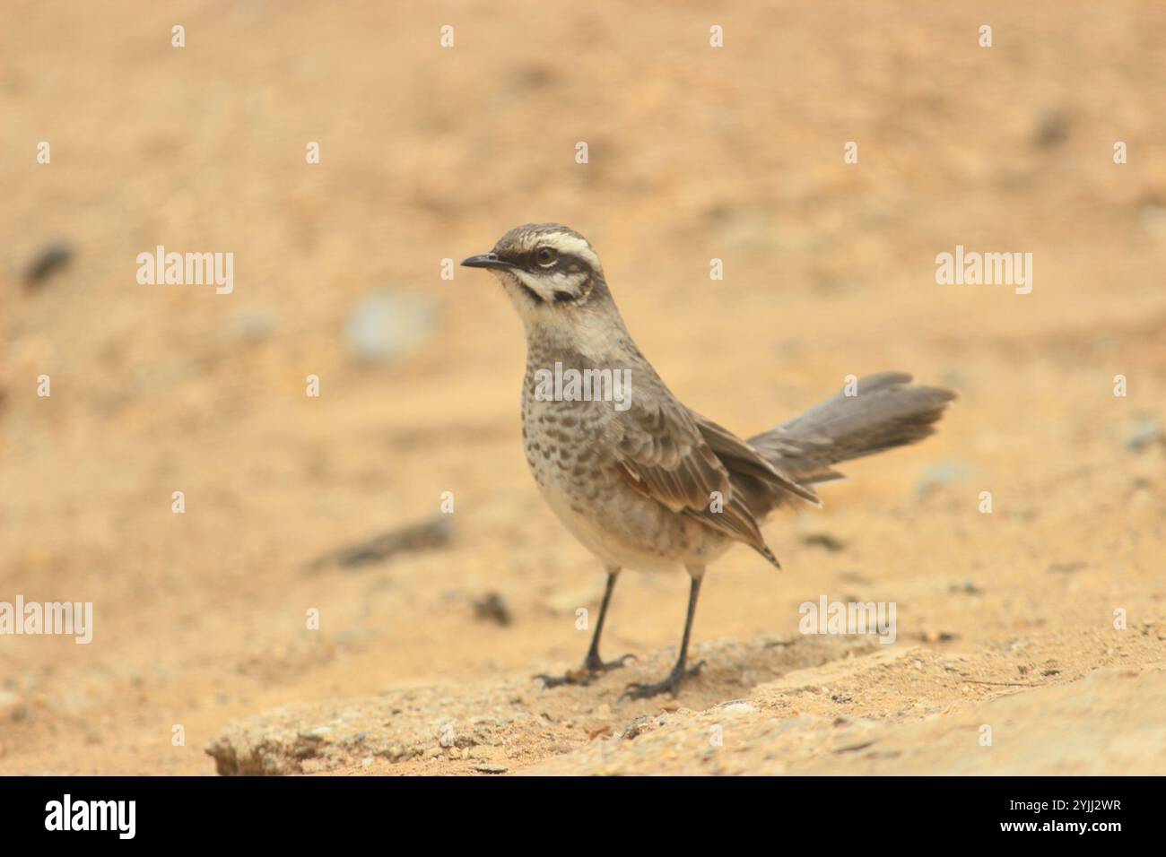 Long-tailed Mockingbird (Mimus longicaudatus Stock Photo - Alamy