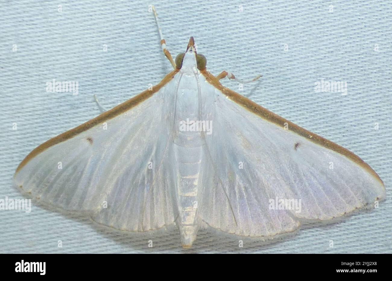 Orange-shouldered Sherbet Moth (Diaphania costata Stock Photo - Alamy